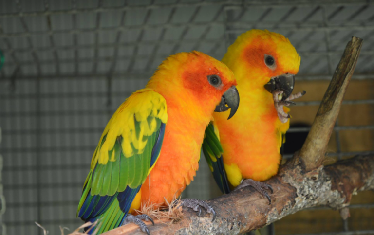 Breeding conures: Nest box, feeding – World Wide Birds