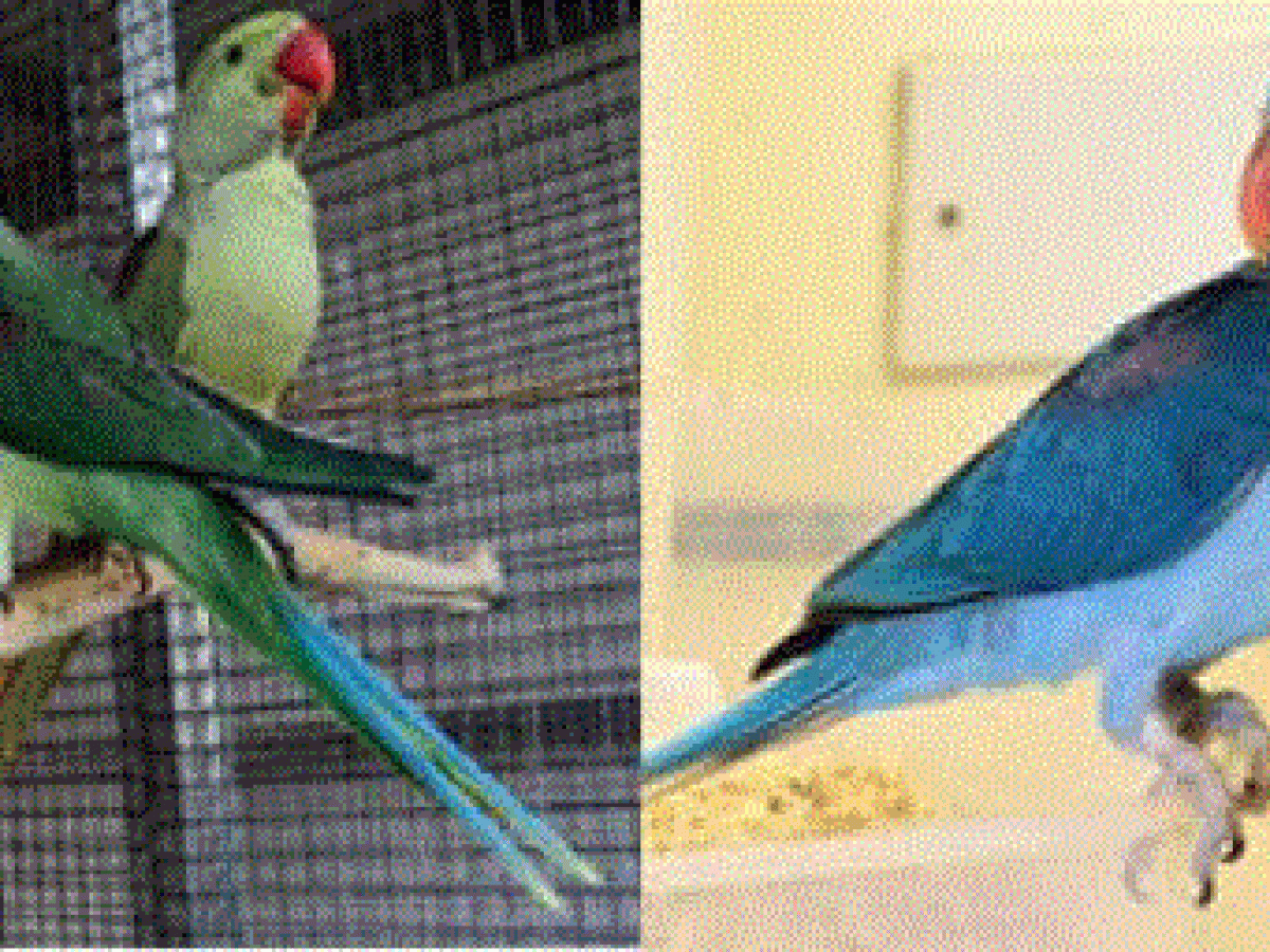 Indian Ringnecks Rare Mutation