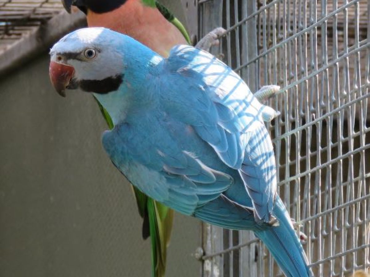 Parakeet Color Mutations Splendid Grass Parakeet Blue Mutation