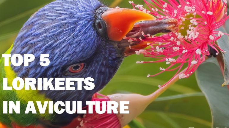 Breeding Lorries and Lorikeets Video Guide
